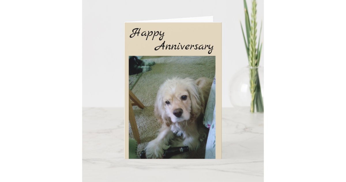 COCKER SPANIEL WITH BEER-HAPPY ANNIVERSARY CARD | Zazzle