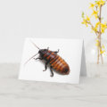 Cockroach Card | Zazzle