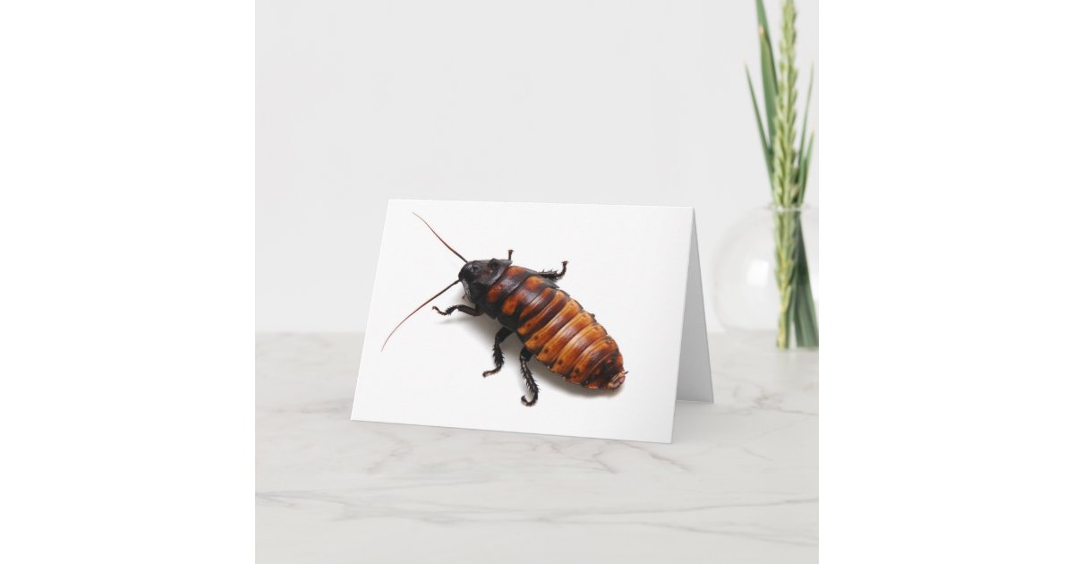 Cockroach Card | Zazzle