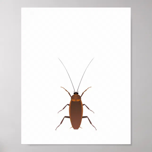 Cockroach Insect Poster | Zazzle