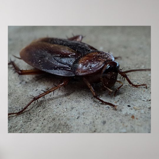 Cockroach Poster | Zazzle.com