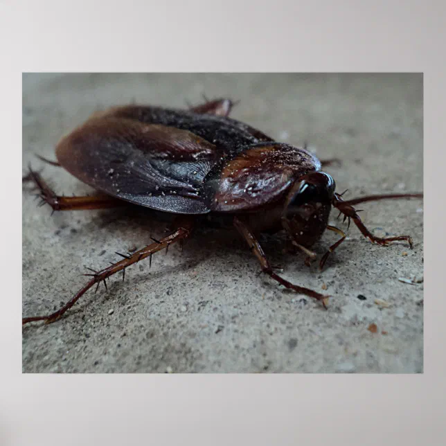 Cockroach Poster | Zazzle