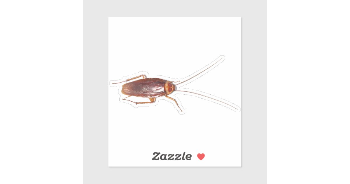Cockroach Roach Sticker | Zazzle