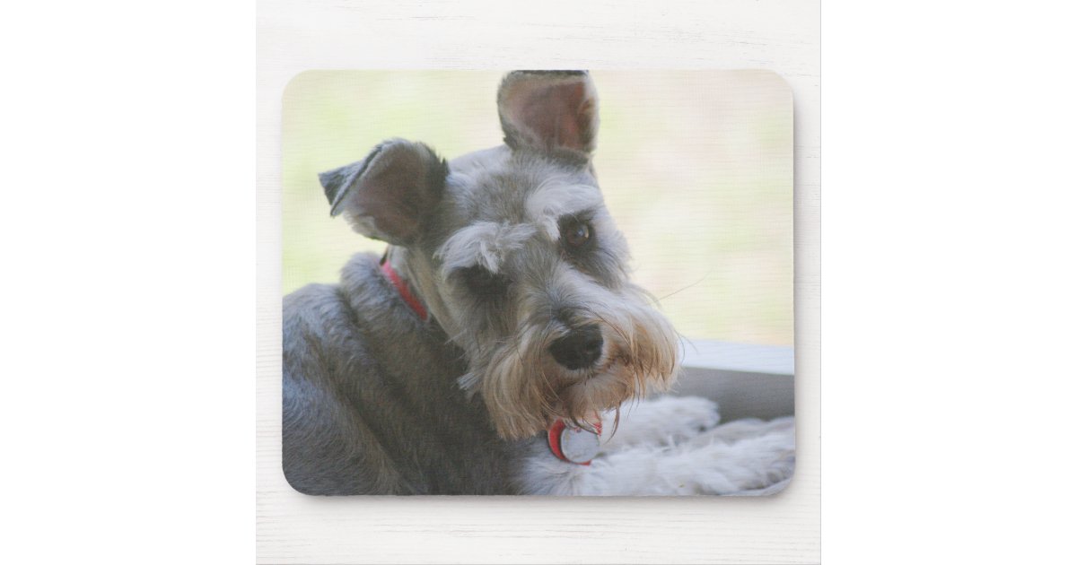 Coco, mini Schnauzer mousepad | Zazzle