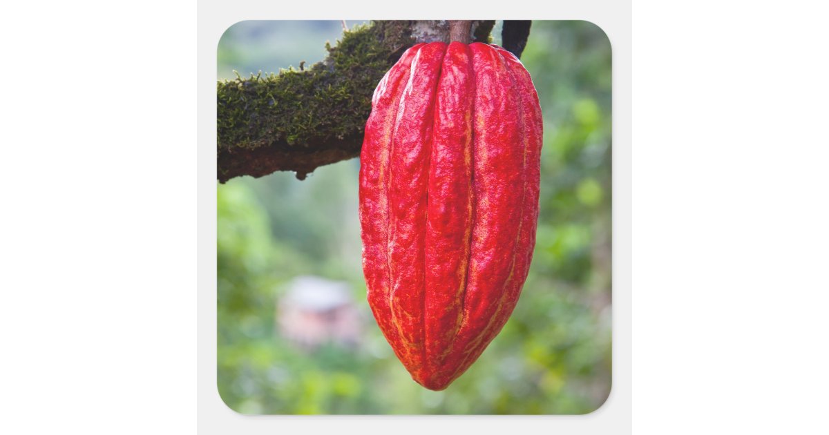 cocoa pod red square sticker | Zazzle
