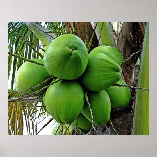 Coconut Poster | Zazzle.com