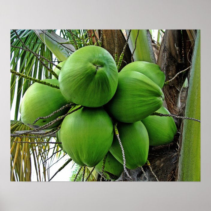Coconut Poster | Zazzle.com
