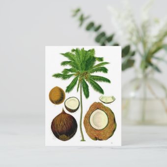 Coconut Tree Botanical Illustration Postcard | Zazzle