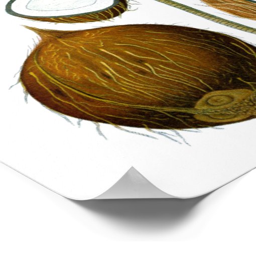 Coconut Tree Botanical print #1 Tropical Art Decor | Zazzle