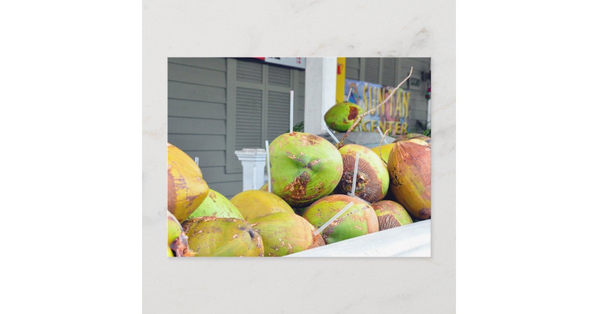 Coconut Water Key West FL Coconuts Postcard | Zazzle