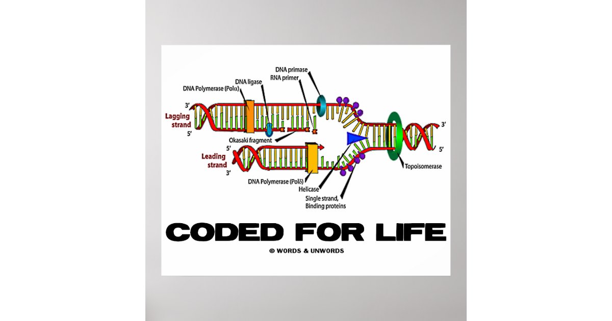 Coded For Life (DNA Replication) Poster | Zazzle