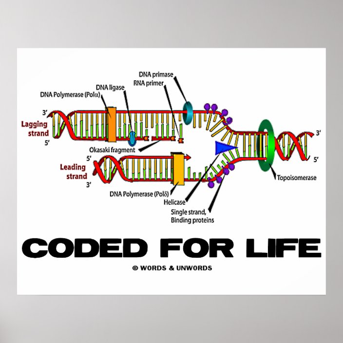 Coded For Life (DNA Replication) Poster | Zazzle.com