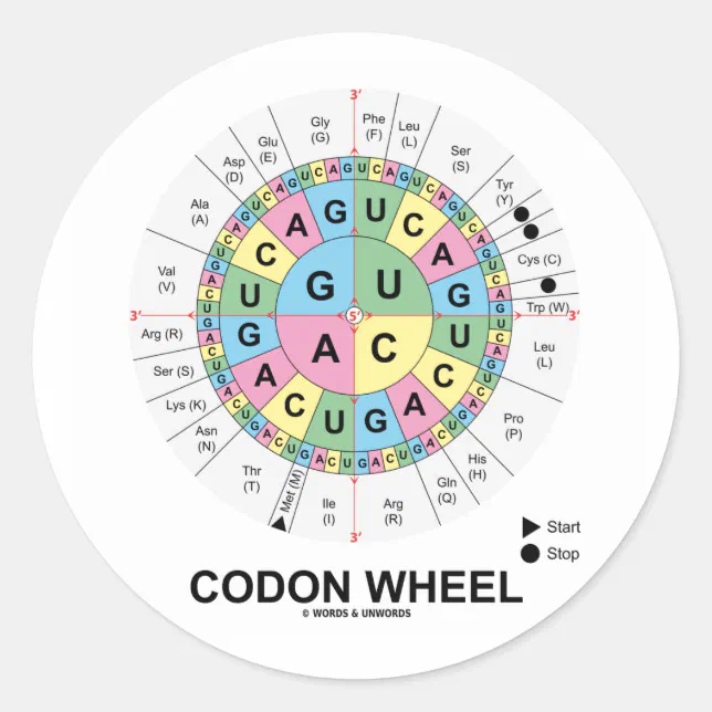 Codon Wheel (RNA Codons Amino Acids) Classic Round Sticker | Zazzle