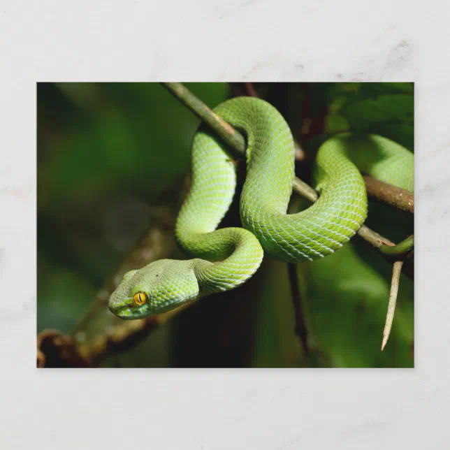 Coiled Green Tree Snake Postcard | Zazzle