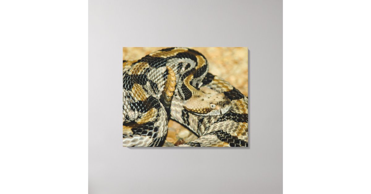Coiled Timber Rattlesnake Canvas Print | Zazzle