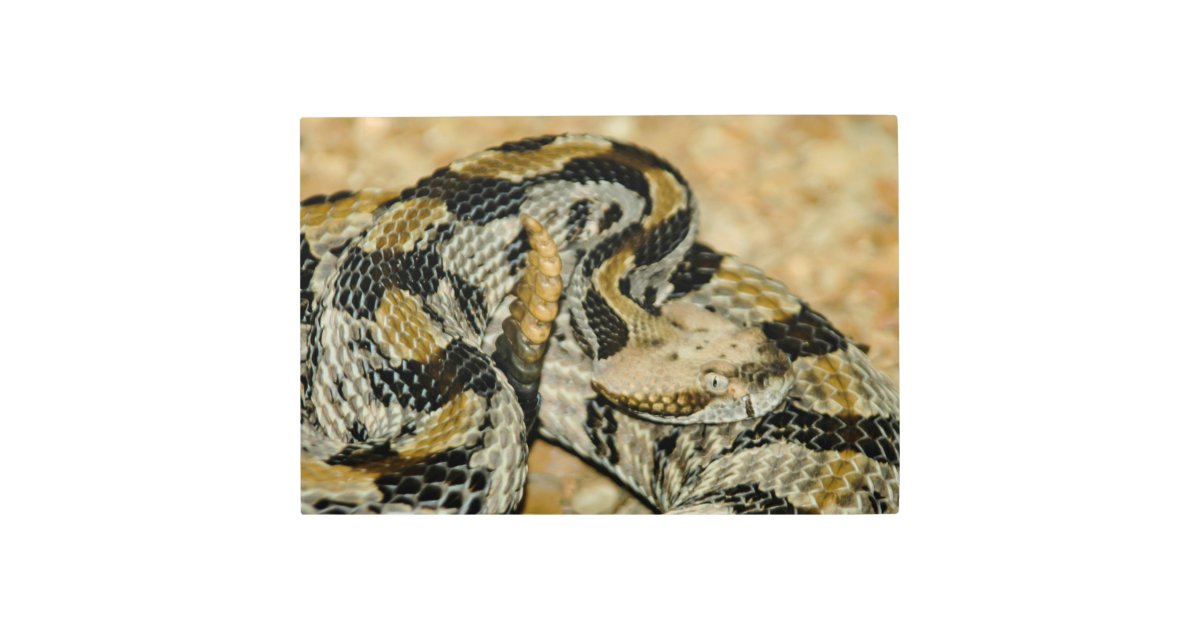 Coiled Timber Rattlesnake Metal Print | Zazzle