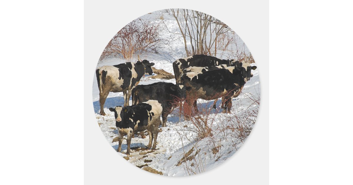 Cold Cows Sticker | Zazzle