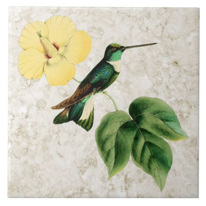 Collared Inca Hummingbird Ceramic Tile | Zazzle.com