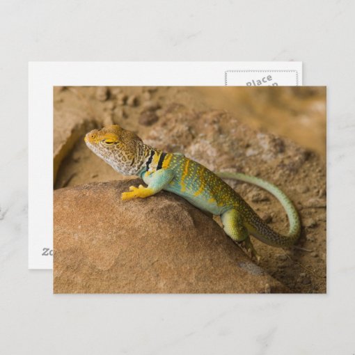 Collared Lizard Postcard | Zazzle
