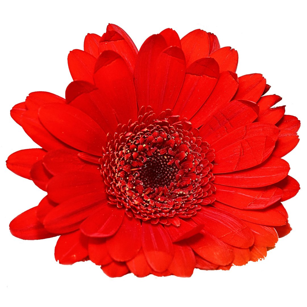 Red gerbera custom Wedding Guests Table plan card | Zazzle