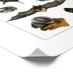 Collection of various Bats Poster | Zazzle