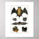 Collection of various Bats Poster | Zazzle