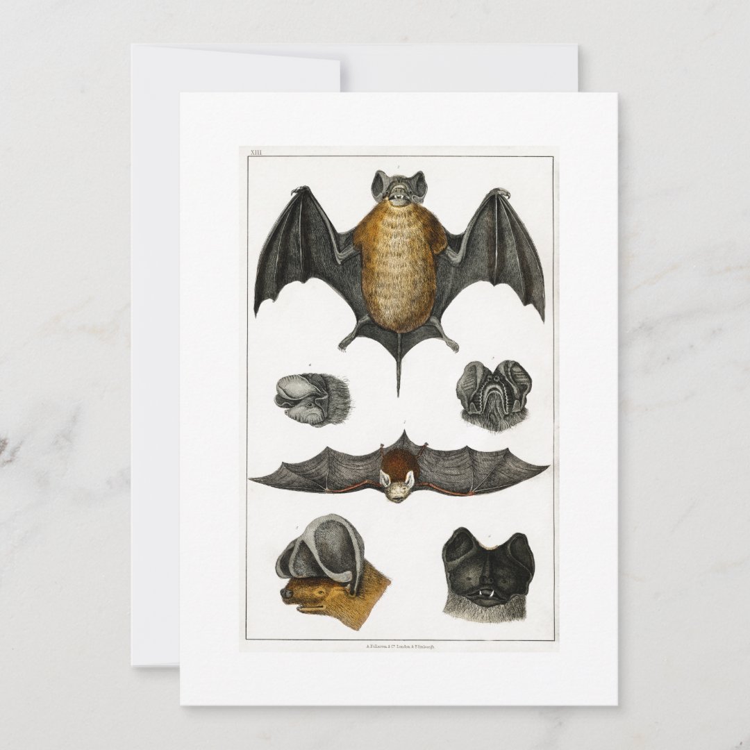 Collection of various Bats Thank You Card | Zazzle
