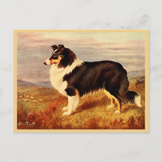 Collie dog vintage illustration postcard | Zazzle.com