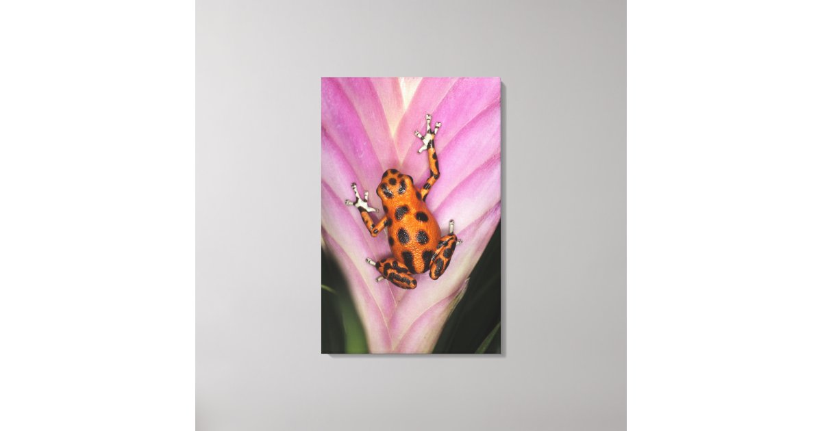 Colon Isle Dart Frog, Oophaga pumilio Canvas Print | Zazzle