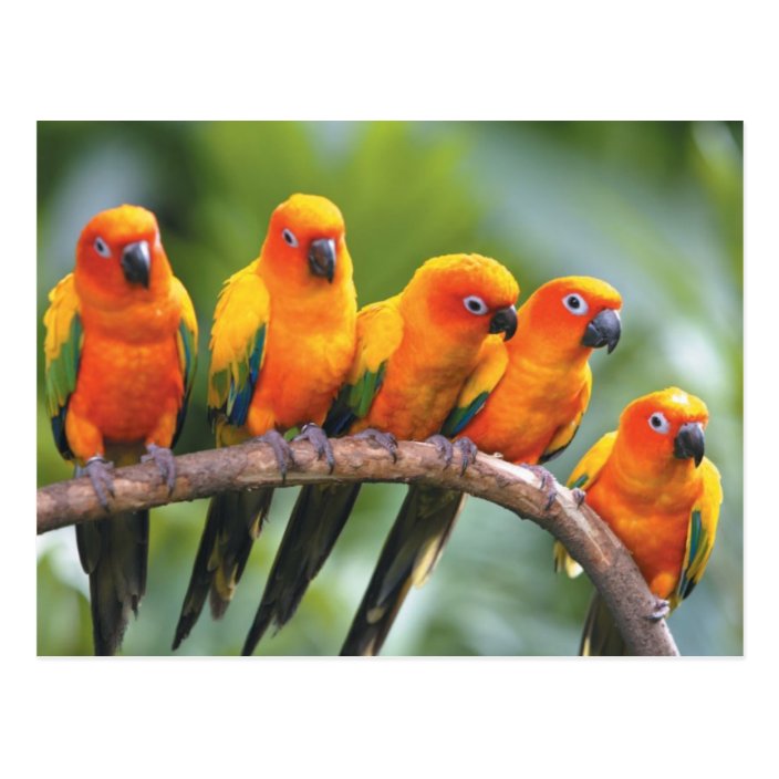 Color birds postcard | Zazzle.com