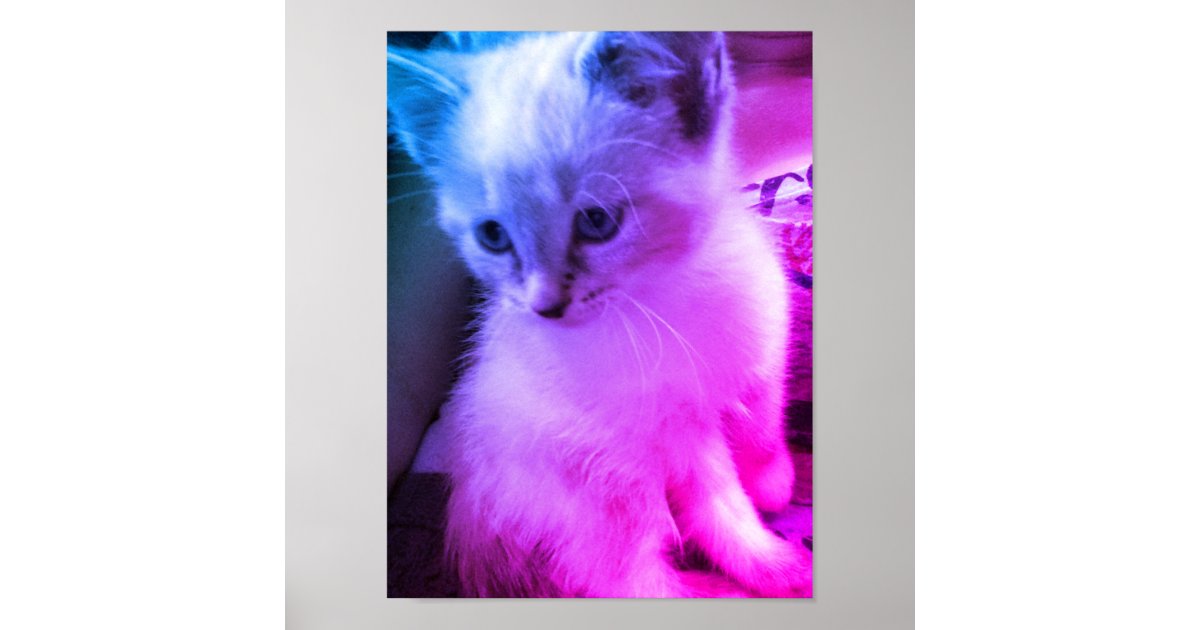 Color Kitten Poster | Zazzle