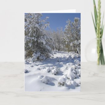Colorado Forest Beauty Christmas Card | Zazzle