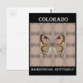Colorado Hairstreak Butterfly Postcard | Zazzle