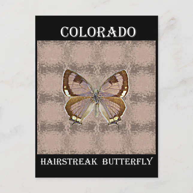 Colorado Hairstreak Butterfly Postcard | Zazzle