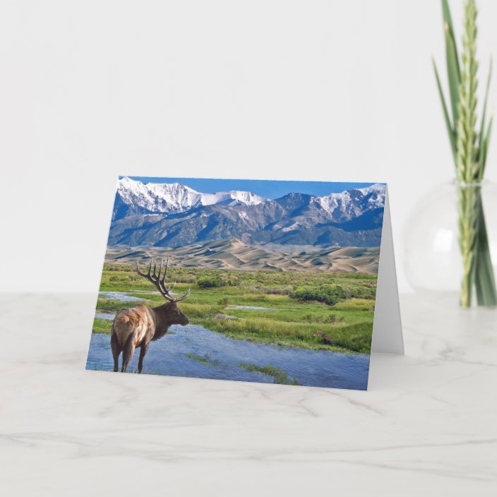 Colorado Rocky Mountains Elk Card | Zazzle.com