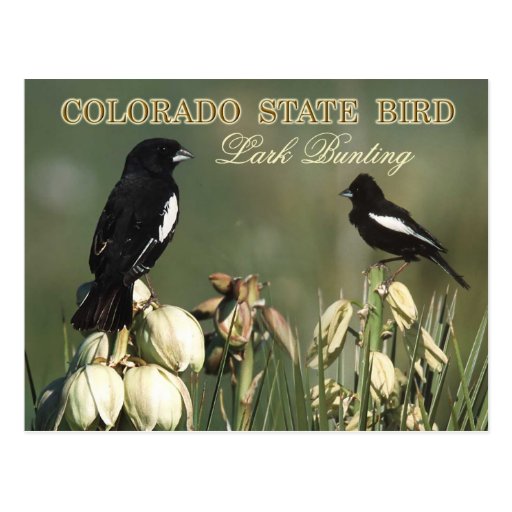 Colorado State Bird