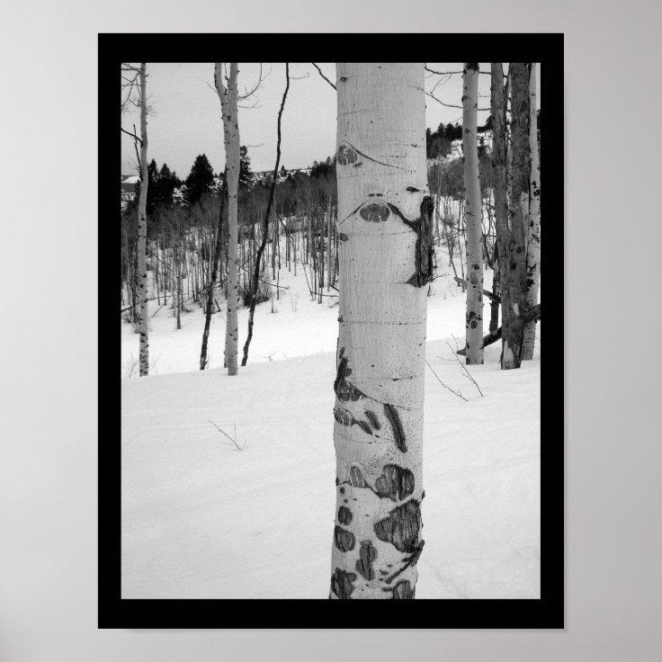 Colorado Winter Aspen Tree Poster | Zazzle