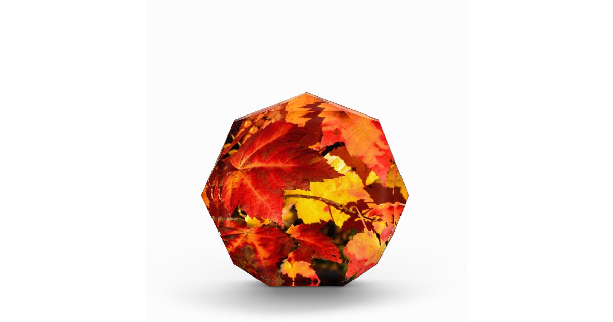 Colorful Autumn Leaves, gold red orange maple leaf Award | Zazzle