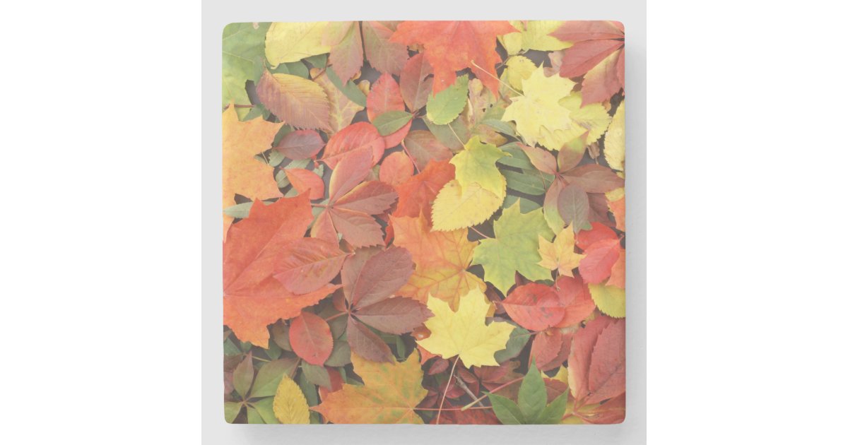 Colorful Background Of Fallen Autumn Leaves Stone Coaster | Zazzle
