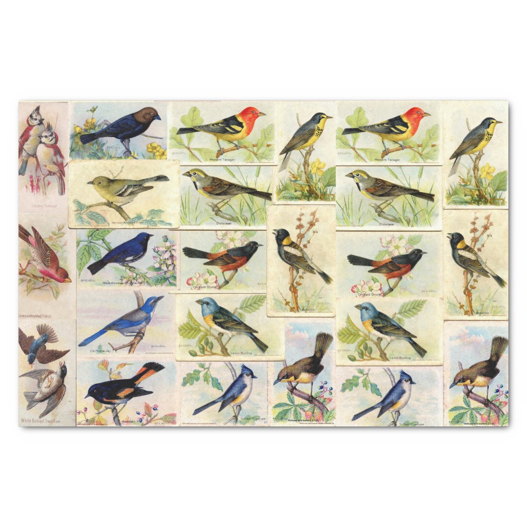Colorful Birds Tissue Paper | Zazzle