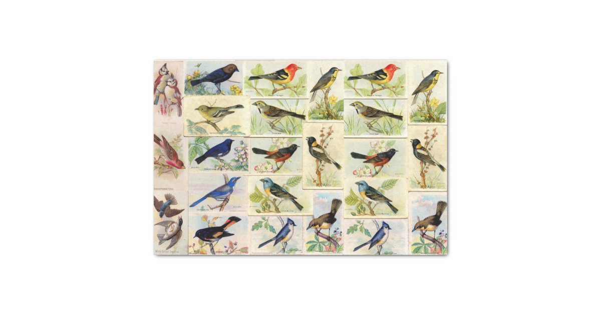 Colorful Birds Tissue Paper | Zazzle