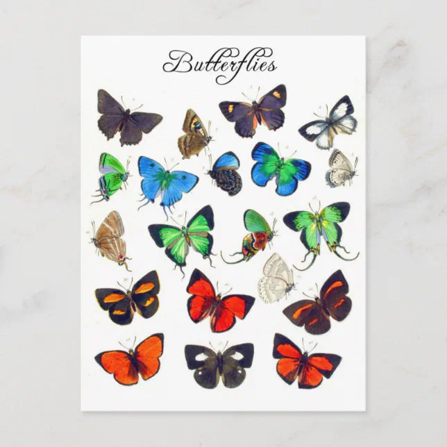 Colorful Butterfly Collection Postcard | Zazzle