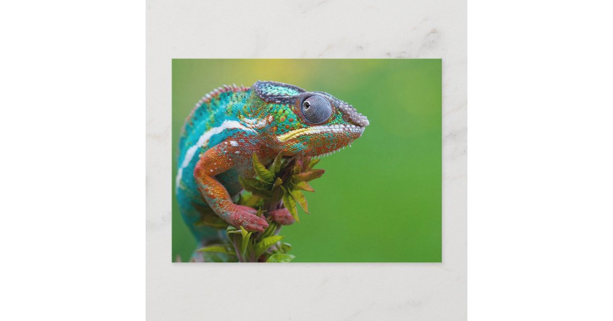 Colorful Chameleon Postcard | Zazzle