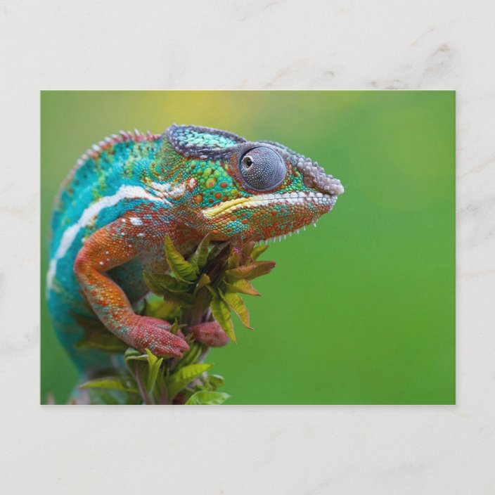 Colorful Chameleon Postcard | Zazzle.com