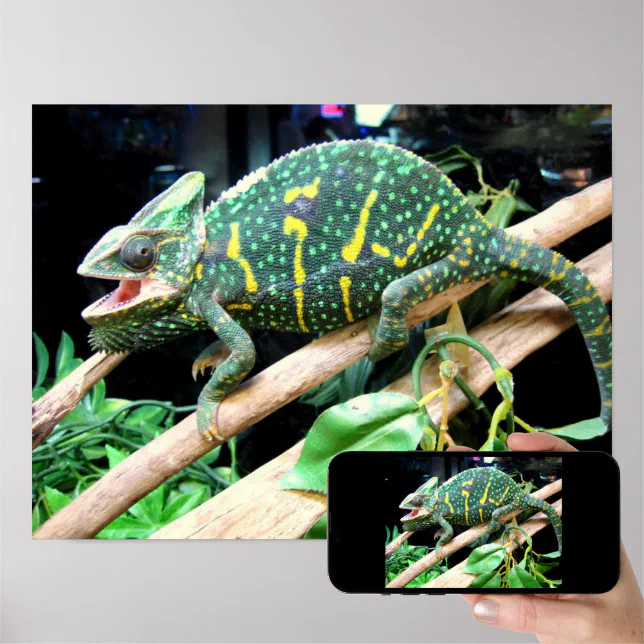 Colorful Chameleon Poster | Zazzle