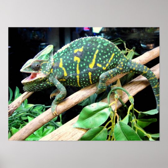 Colorful Chameleon Poster | Zazzle.com
