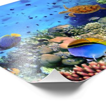 Colorful Coral Reef Critters Photo Print | Zazzle
