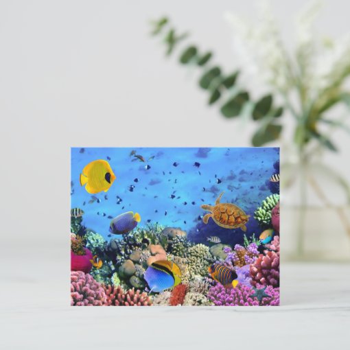 Colorful Coral Reef Critters Postcard | Zazzle