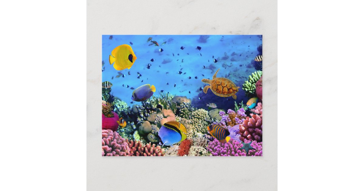 Colorful Coral Reef Critters Postcard | Zazzle