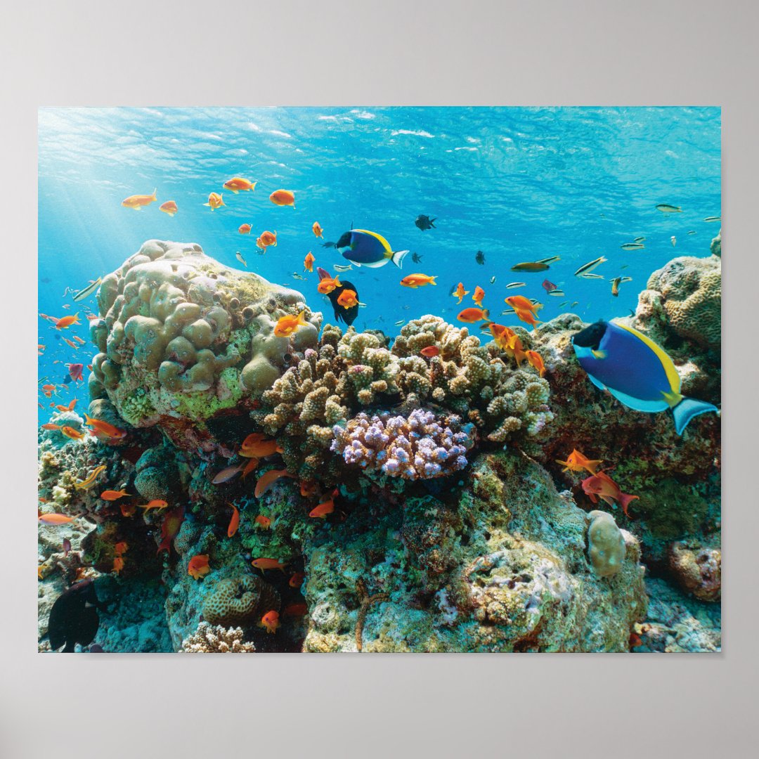 Colorful Coral Reef with Tropical Fishes Poster | Zazzle